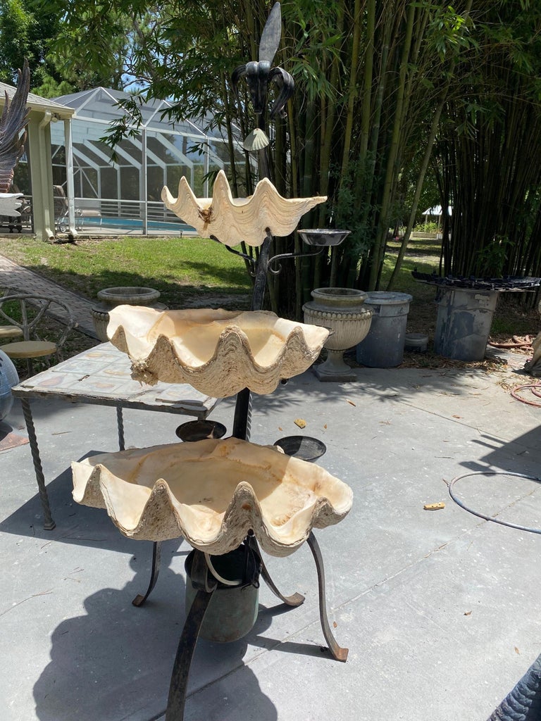 South Pacific Giant Clam Shell Three-Tiered Water Fountain. For Sale at ...