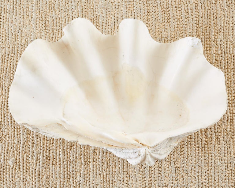 South Pacific Natural Giant Clam Shell Specimen For Sale at 1stdibs