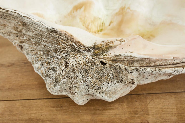 South Pacific Natural Giant Clam Shell Specimen at 1stDibs | giant clam ...