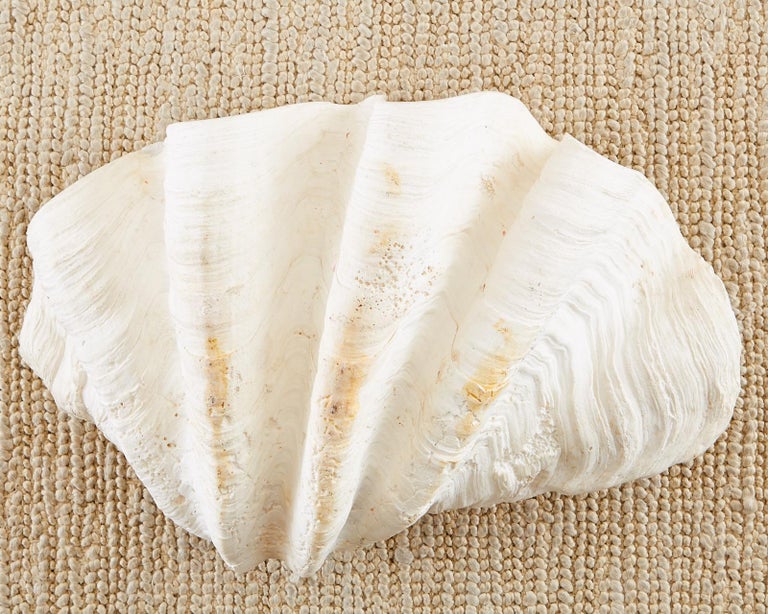 South Pacific Natural Giant Clam Shell Specimen For Sale at 1stdibs