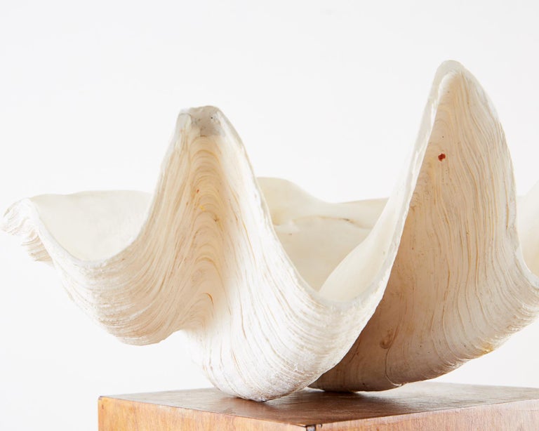 South Pacific Natural Giant Clam Shell Specimen at 1stDibs