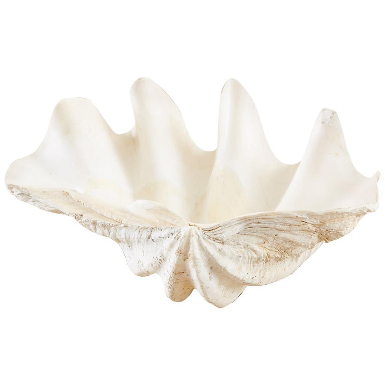 South Pacific Natural Giant Clam Shell Specimen For Sale at 1stdibs
