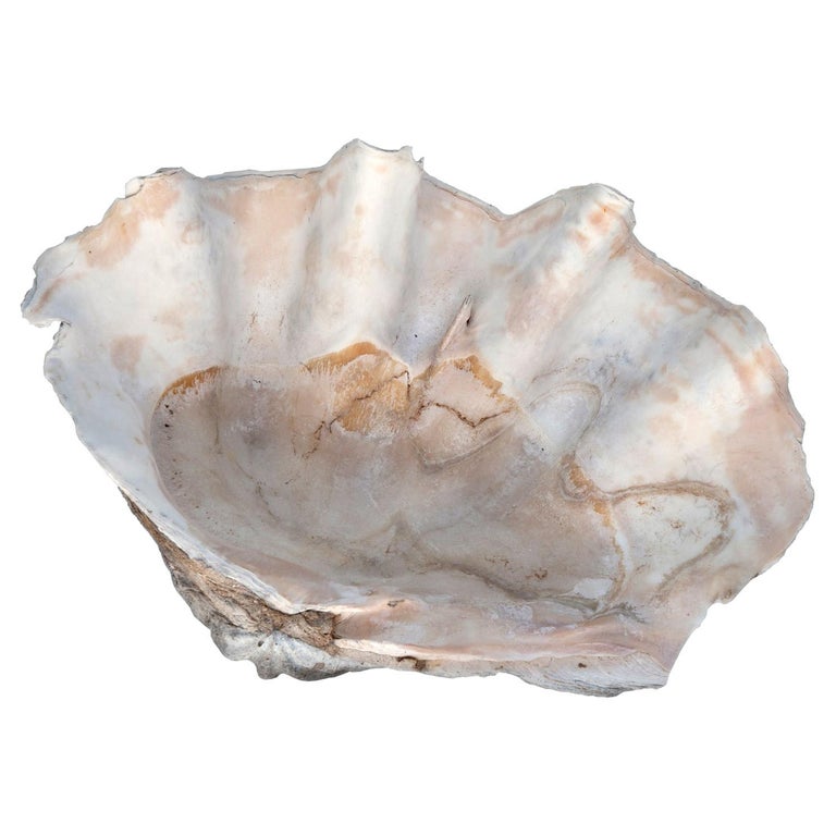 South Pacific Natural Giant Clam Shell Specimen at 1stDibs
