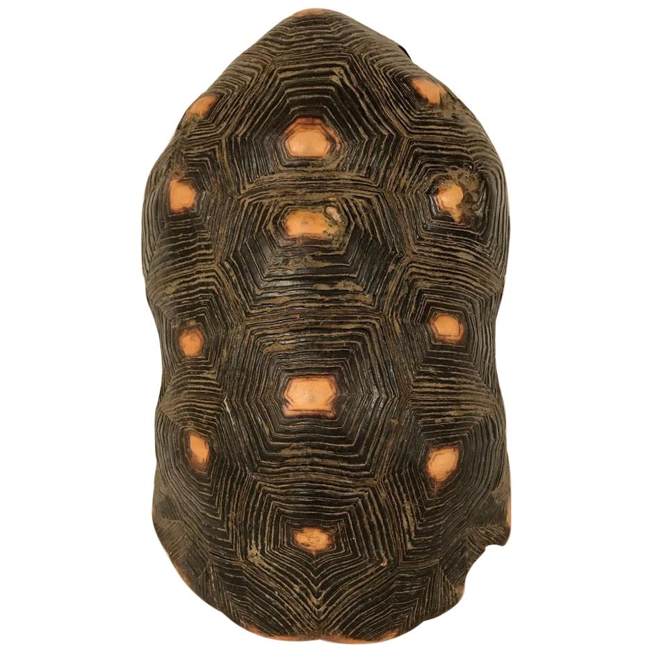 Southwest Box Turtle Shell at 1stDibs