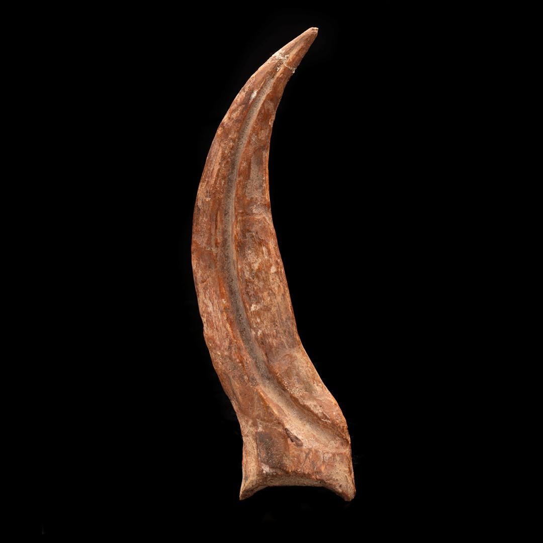 Spinosaurus Hand Claw // 6-1/2" Long // Cretaceous Period For Sale at ...