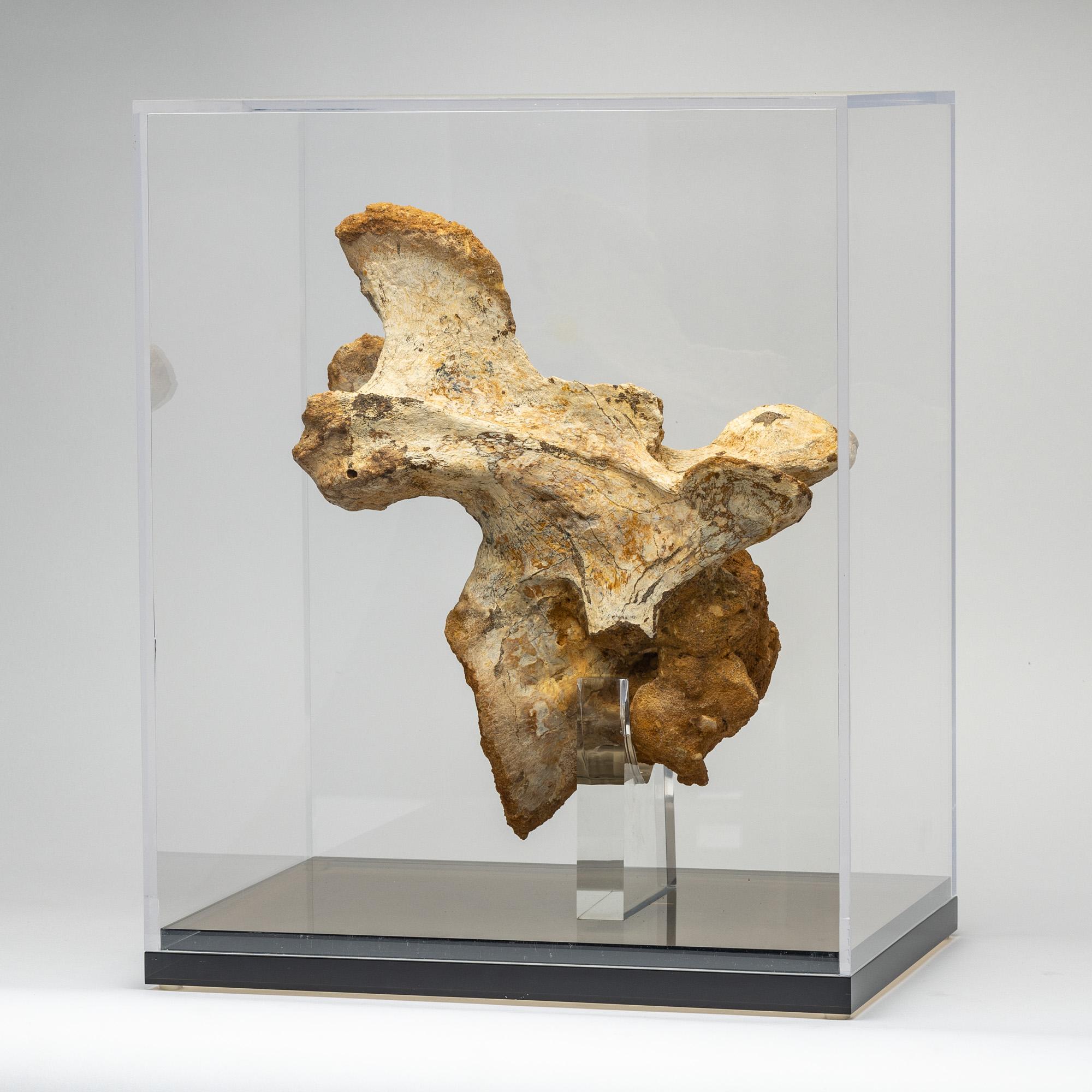 Spinosaurus vertebrae mounted on custom acrylic base at 1stDibs