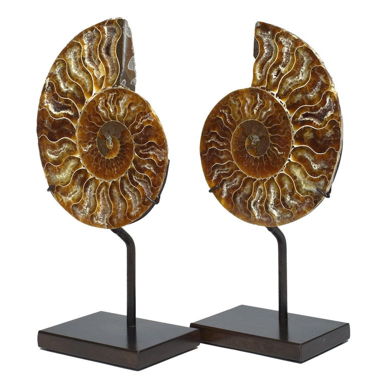 Split Ammonite Fossil Set Mineral Specimen Jurassic Cretaceous Period ...