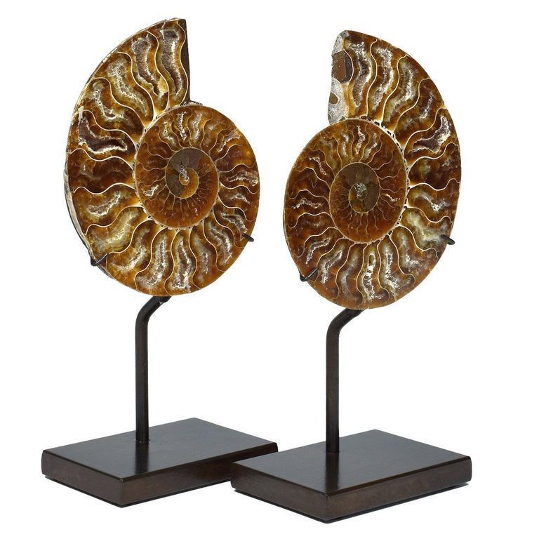 Split Ammonite Fossil Set Mineral Specimen Jurassic Cretaceous Period ...