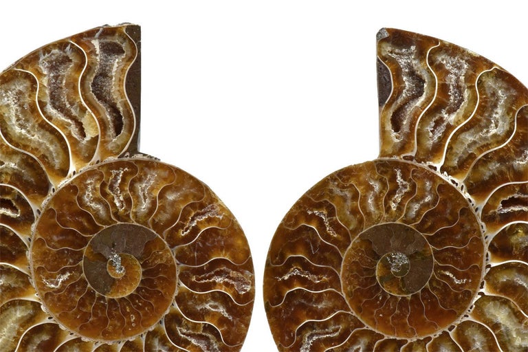 Split Ammonite Fossil Set Mineral Specimen Jurassic Cretaceous Period ...