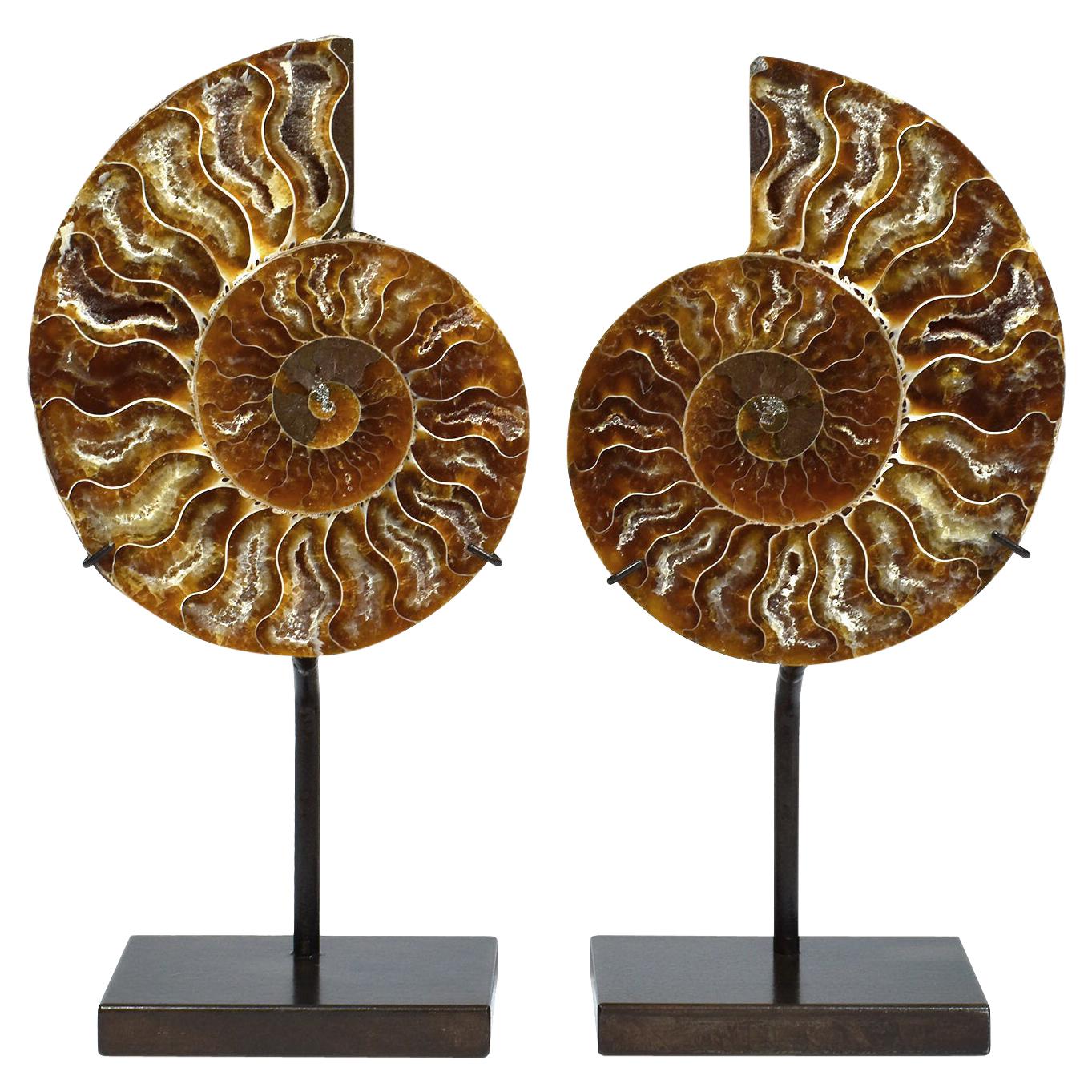 Set of Five Ammonite Fossils on Brass Base at 1stDibs