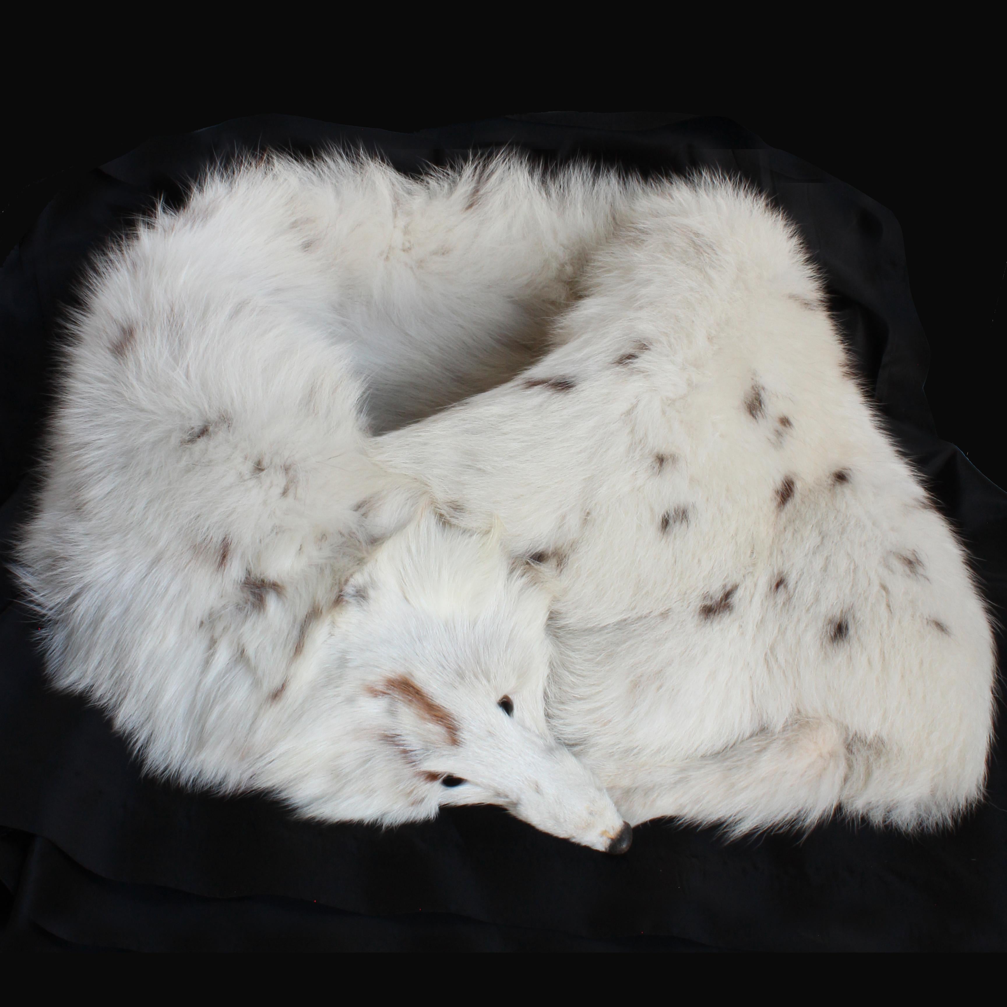 Spotted Fox Wrap Stole with Head and Tail Rare White Fur with Brown ...