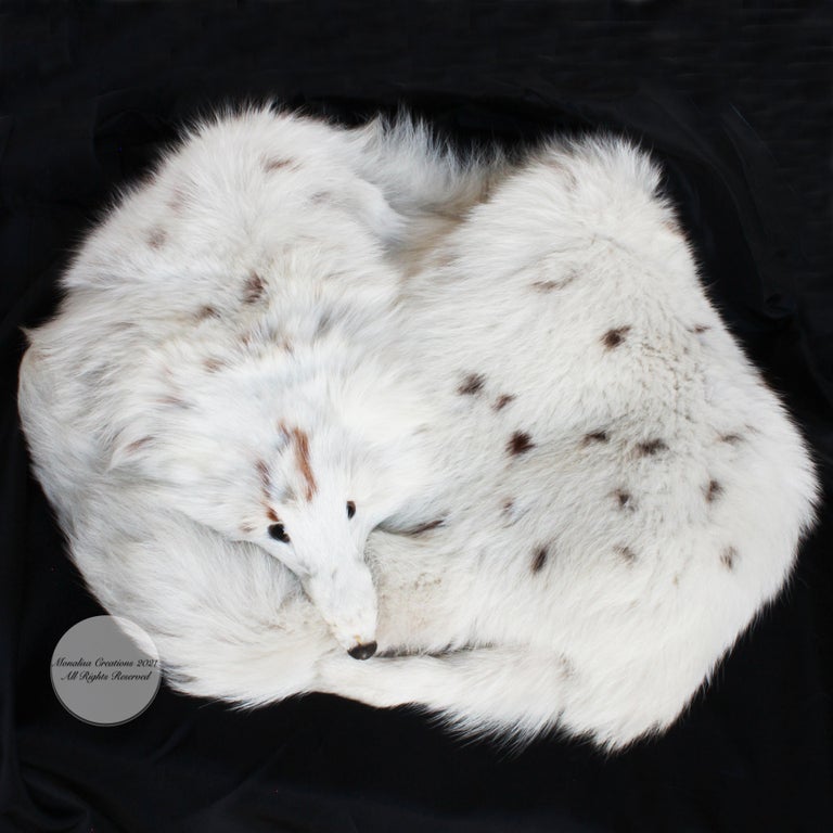 Spotted Fox Wrap Stole with Head and Tail Rare White Fur with Brown ...