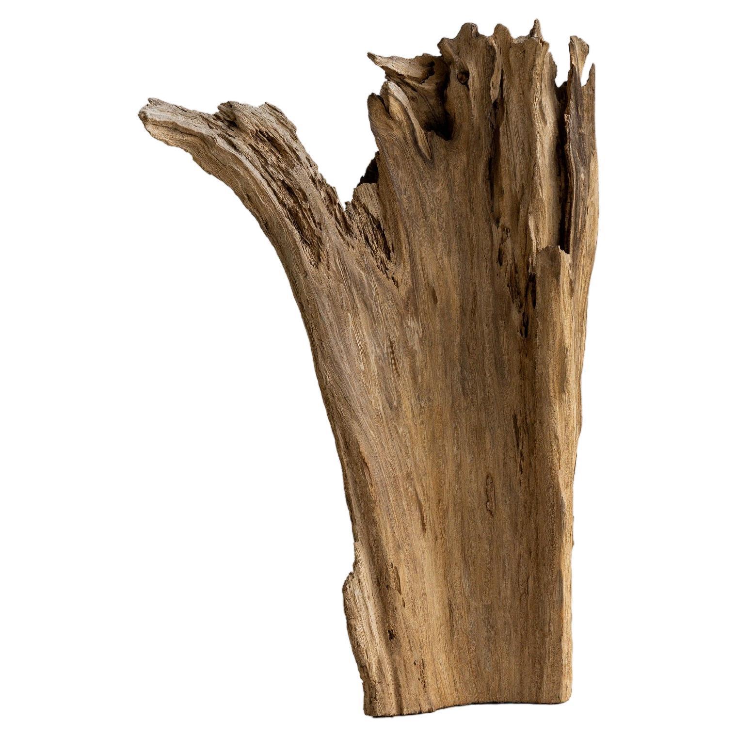 Standing Cypress Root Wood Sculpture For Sale at 1stDibs