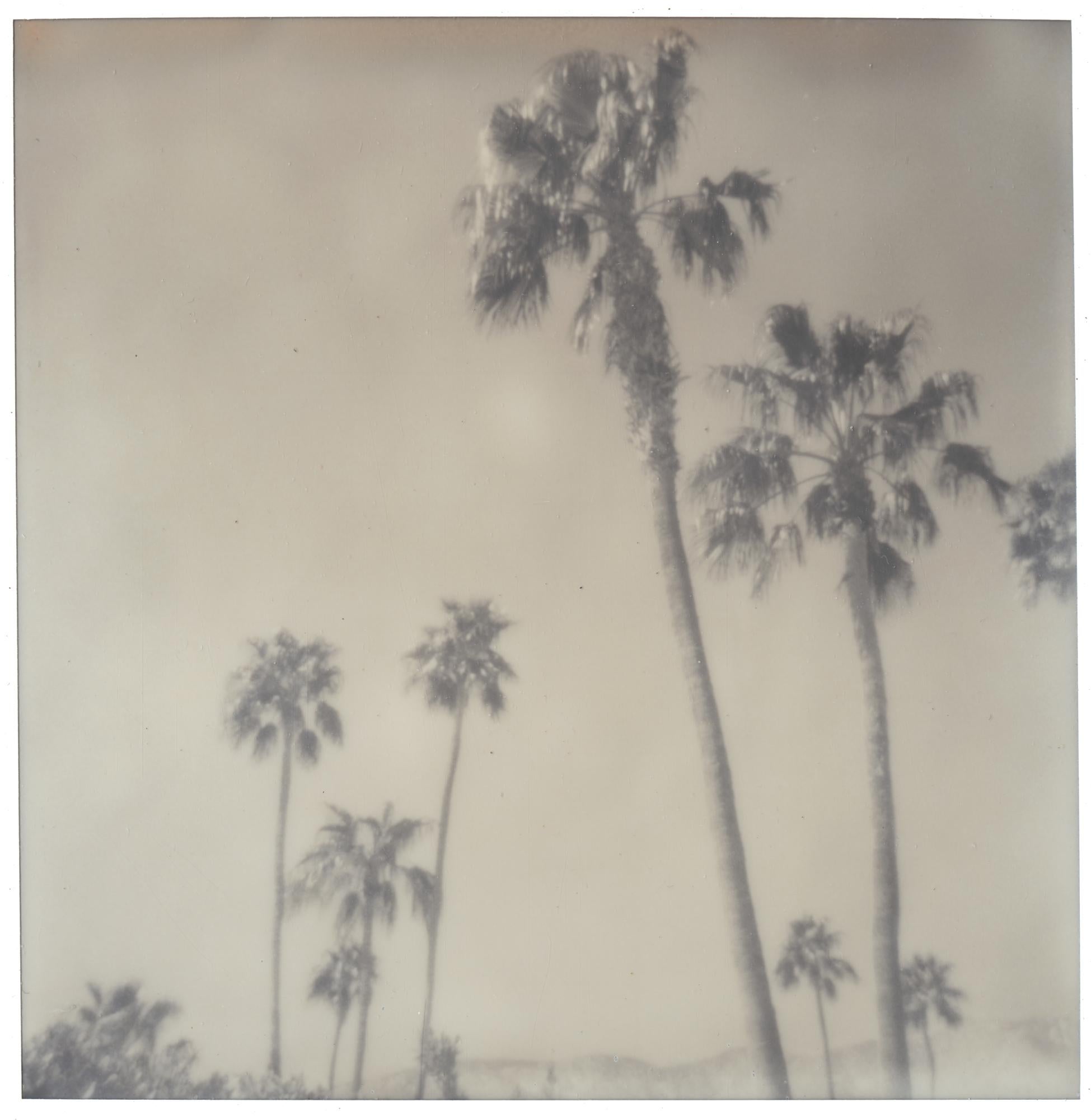 Pair of Framed and Matted Palm Tree Lithographs For Sale at 1stDibs