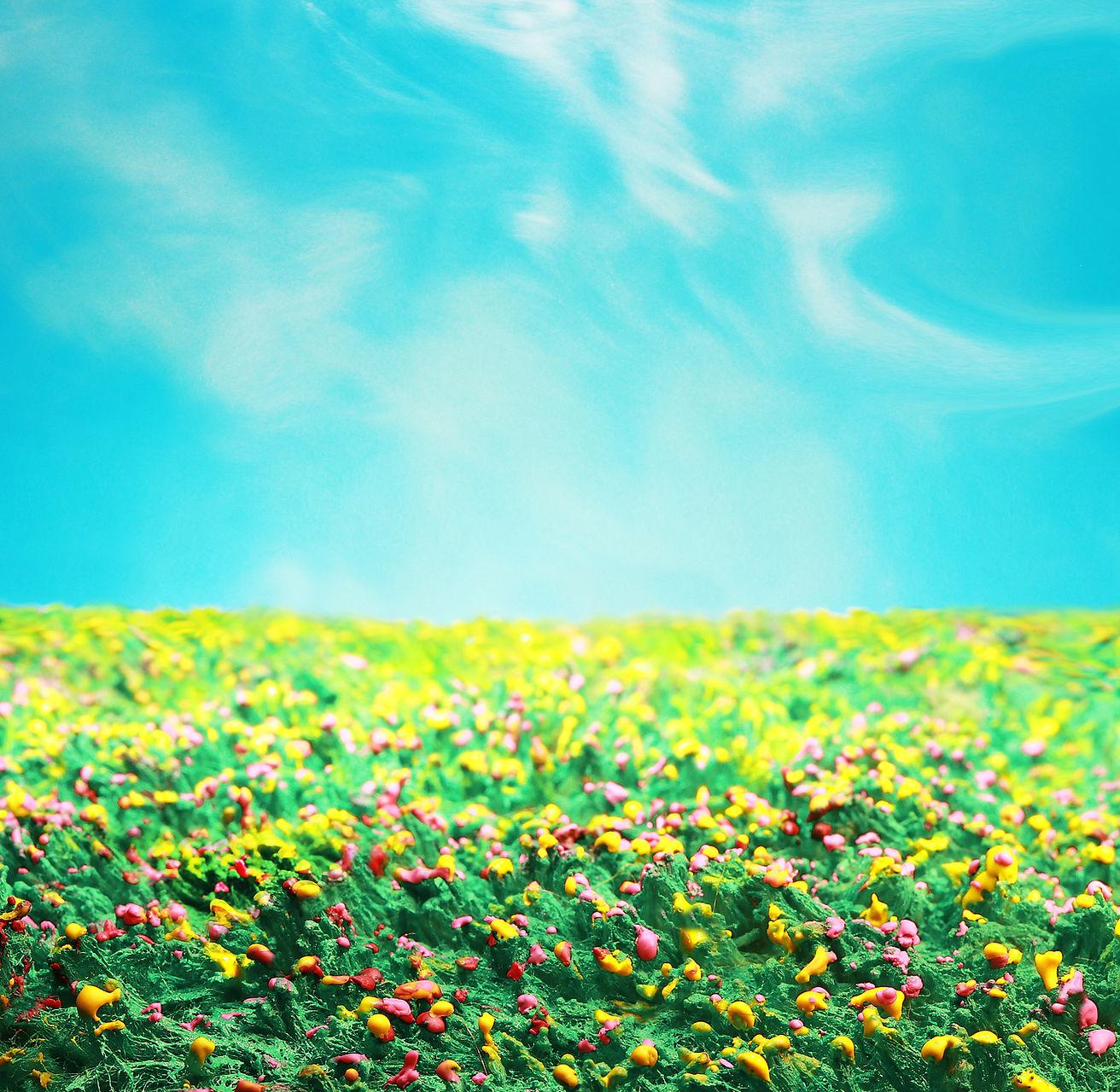 Flower Field Photography - 263 For Sale on 1stDibs