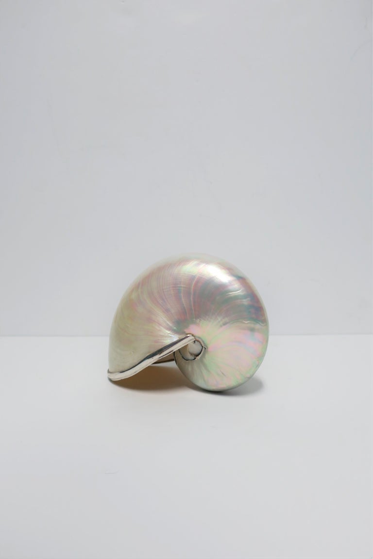 White Mother-of-Pearl Nautilus Seashell at 1stDibs