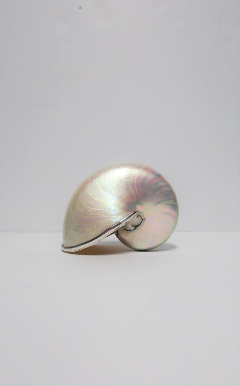 White Mother-of-Pearl Nautilus Seashell at 1stDibs