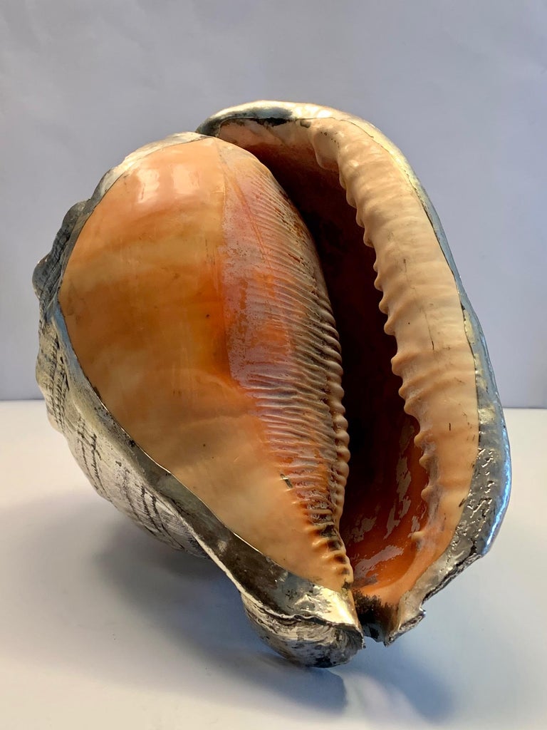 Sterling Silver Covered Sea Shell in the Style of Buccellati at 1stDibs