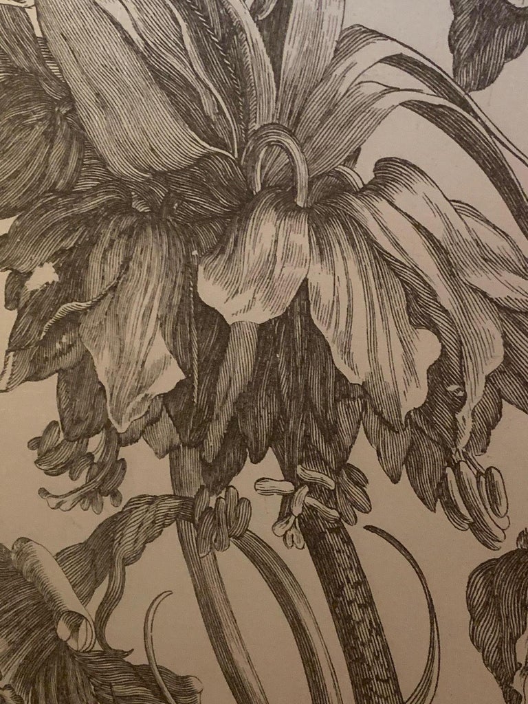 Striking Botanical Drawing Print in Flashy Mirrored Frame For Sale at ...