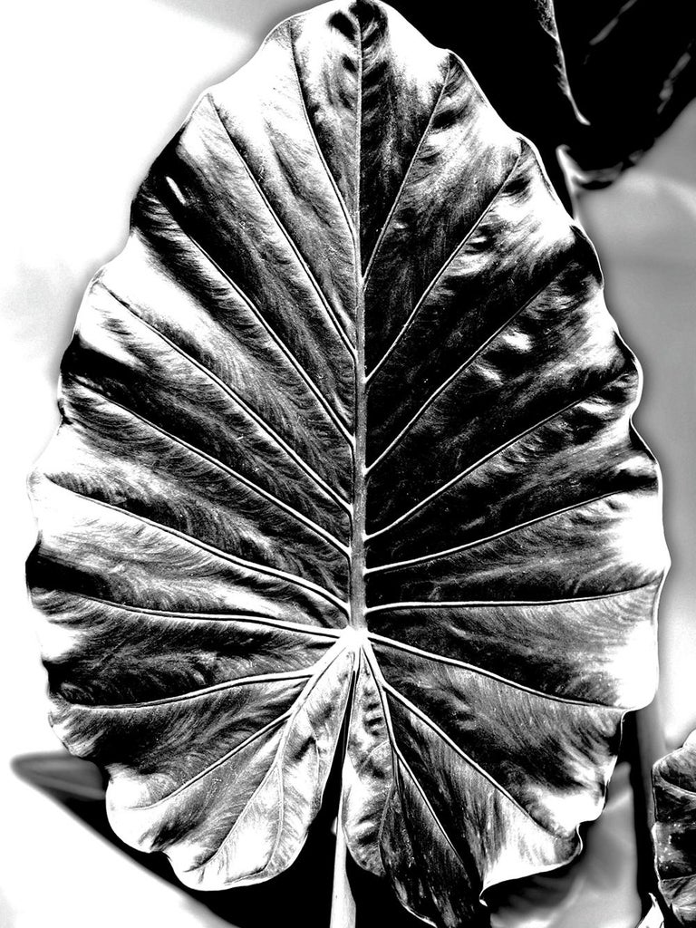 Stuart Möller - Black Leaf V signed limited Oversize Print For Sale at ...