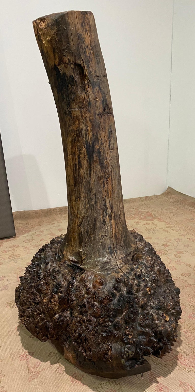 " Nature" Sculpture, California Claro Walnut Tree, Stem and Burl, found ...