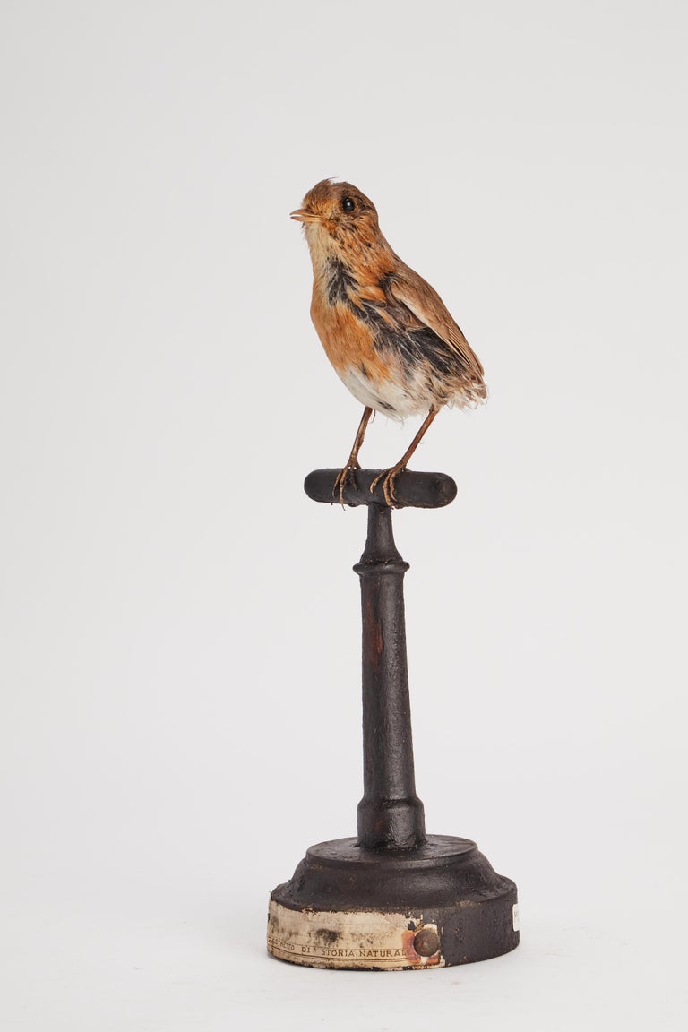 Stuffed Robin Bird for Natural History Cabinet, Italy, 1880 For Sale at ...