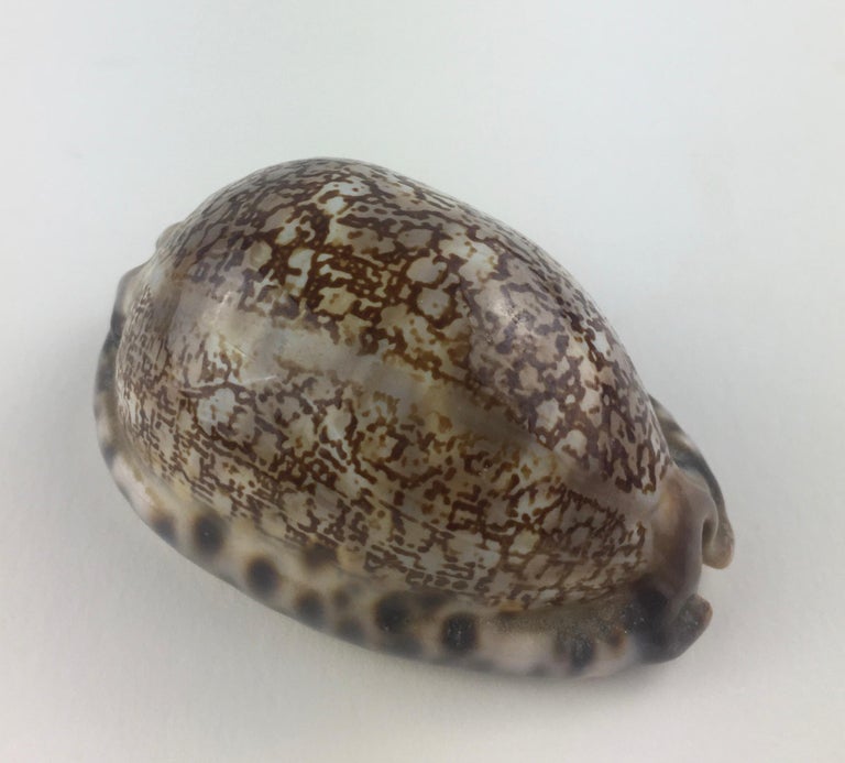 Stunning Collection of Six Natural Sea Shells or Specimens at 1stDibs