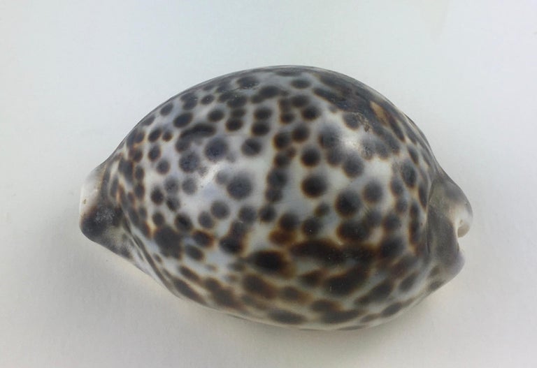 Stunning Collection of Six Natural Sea Shells or Specimens at 1stDibs