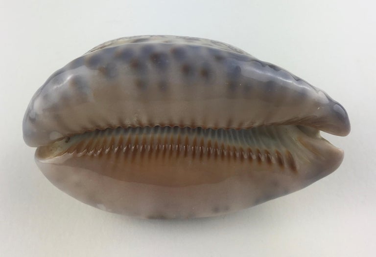 Stunning Collection of Six Natural Sea Shells or Specimens at 1stDibs