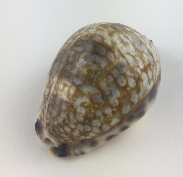 Stunning Collection of Six Natural Sea Shells or Specimens at 1stDibs