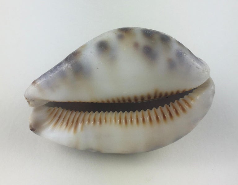 Stunning Collection of Six Natural Sea Shells or Specimens at 1stDibs