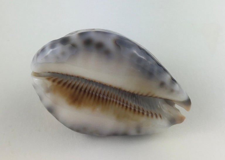 Stunning Collection of Six Natural Sea Shells or Specimens at 1stDibs
