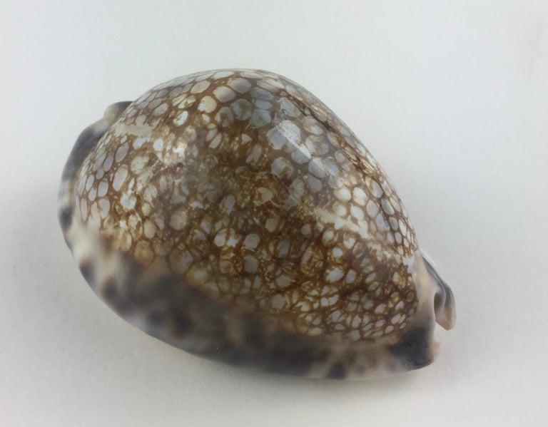 Stunning Collection of Six Natural Sea Shells or Specimens at 1stDibs