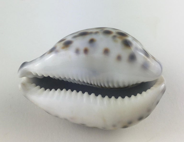 Stunning Collection of Six Natural Sea Shells or Specimens at 1stDibs