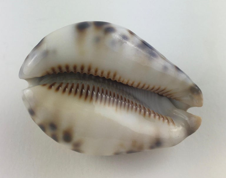Stunning Collection of Six Natural Sea Shells or Specimens at 1stDibs