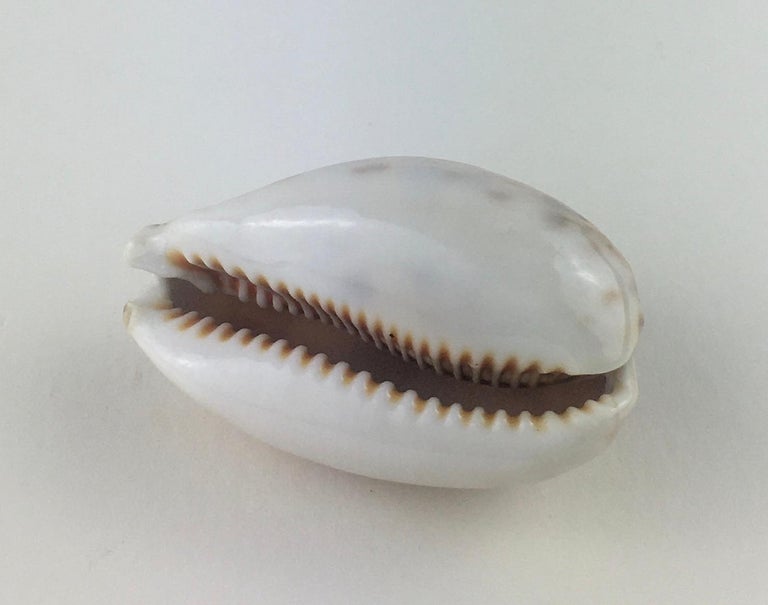 Stunning Collection of Six Natural Sea Shells or Specimens at 1stDibs