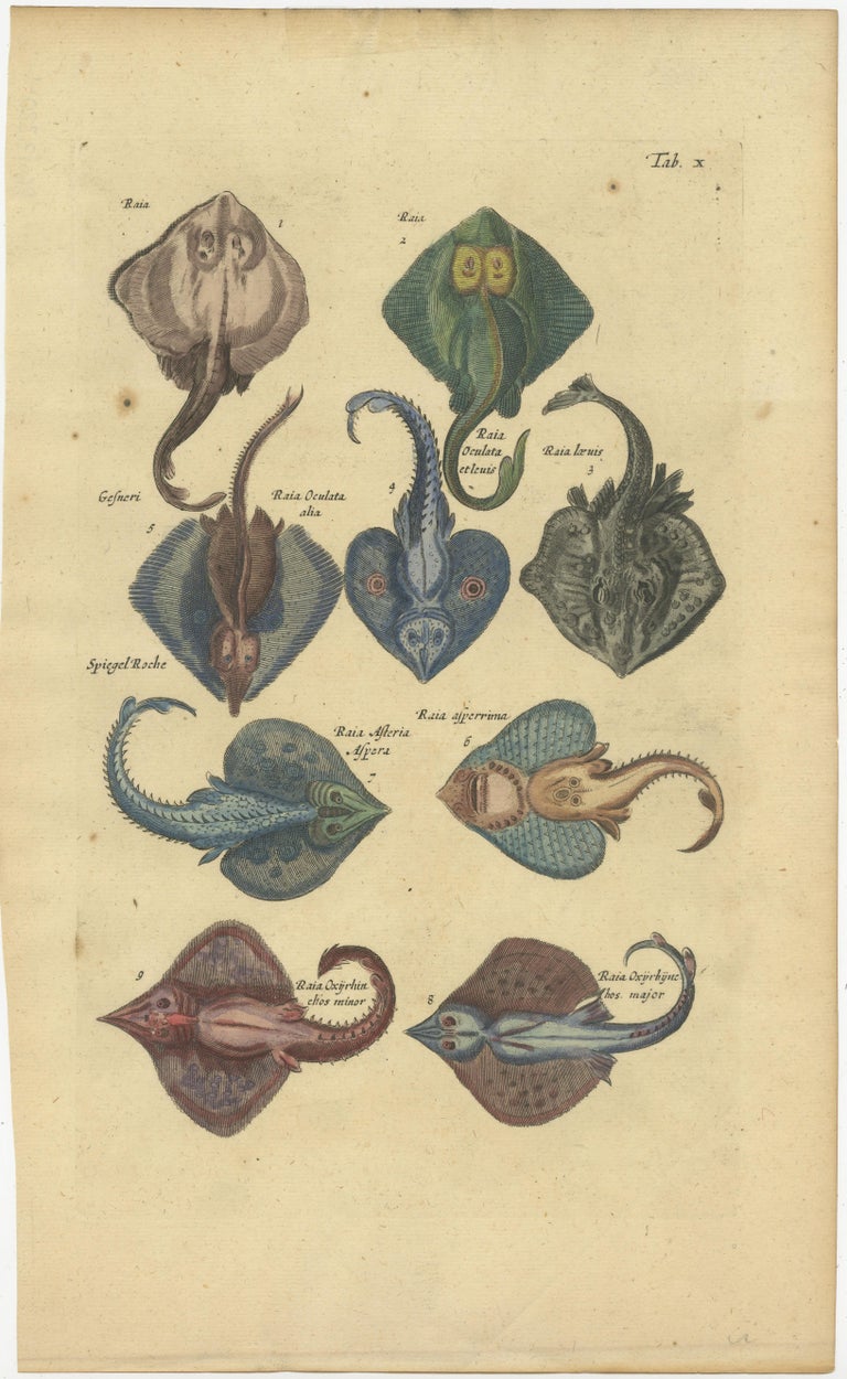 Stunning Decorative Original Antique Print of various Raja Fish Species ...