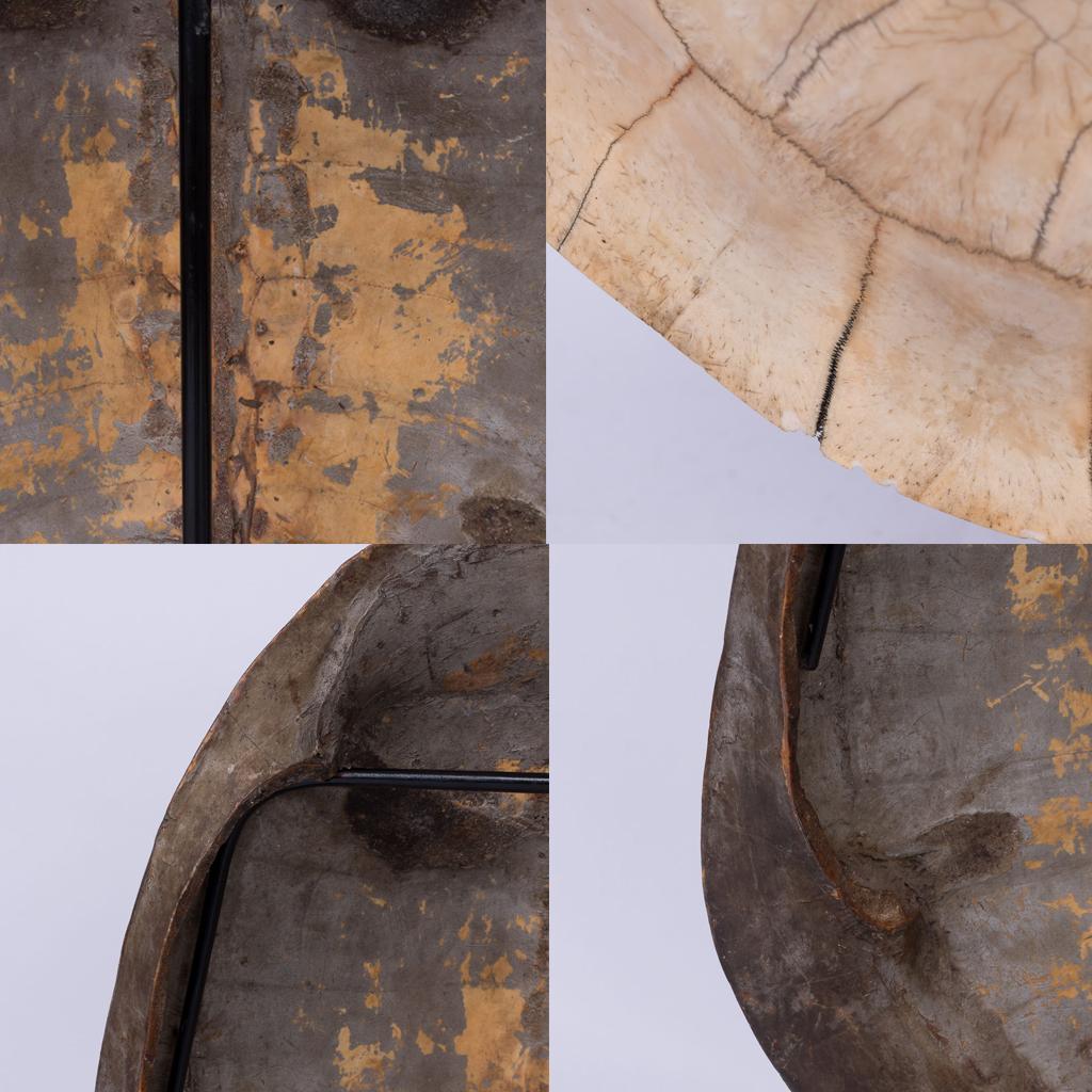 Stunning Late 19th Century “Blond” Turtle Shell at 1stDibs | blond shell