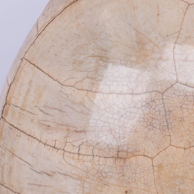 Stunning Late 19th Century “Blond” Turtle Shell at 1stDibs