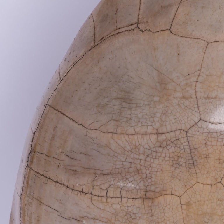 Stunning Late 19th Century “Blond” Turtle Shell at 1stDibs