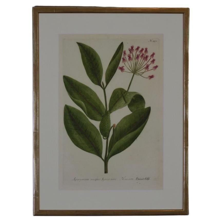 18th Century George Dionysius Ehret Botanical Print For Sale at 1stDibs