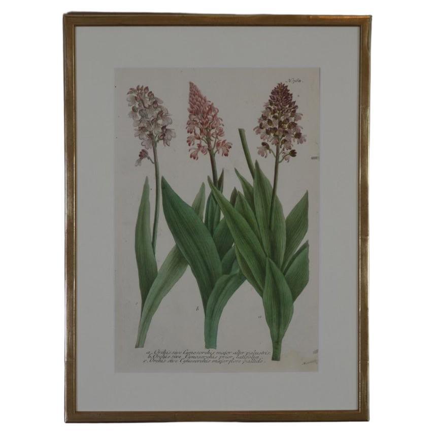 18th Century George Dionysius Ehret Botanical Print For Sale at 1stDibs