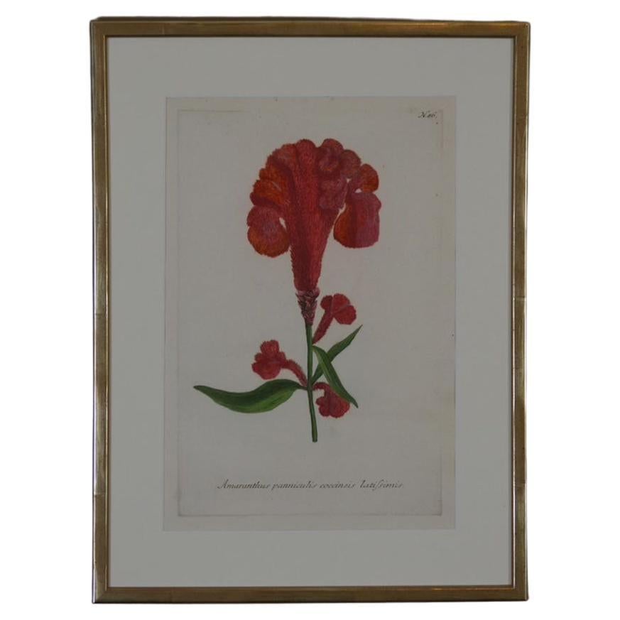 18th Century Georg Dionysius Ehret Botanical Print of a Pineapple at ...