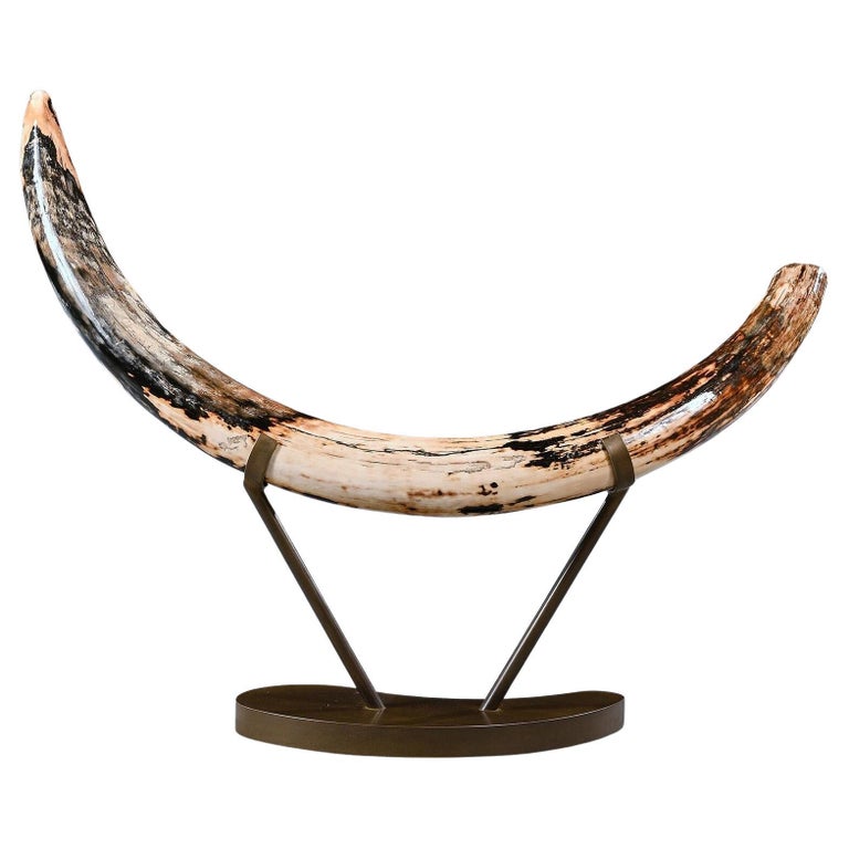 Superb Woolly Mammoth Tusk on Custom Bronzed Base For Sale at 1stDibs