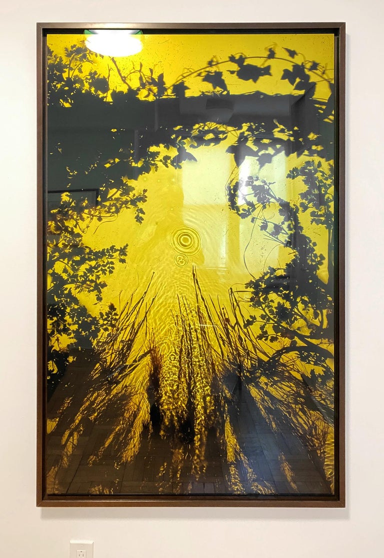 Susan Derges - Gibbous Moon Willow For Sale at 1stDibs