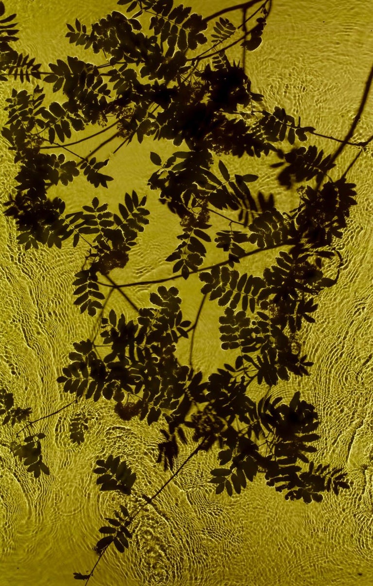 Susan Derges - Rowan Brook 3 For Sale at 1stDibs