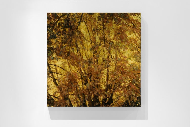 Susan Goldsmith - NO. 165, depiction of trees, nature, gold, brown ...