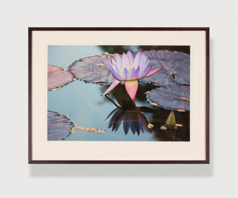 Susan Goldsmith - AMETHYSTINUS - Floral Art Photography / Water Lily ...