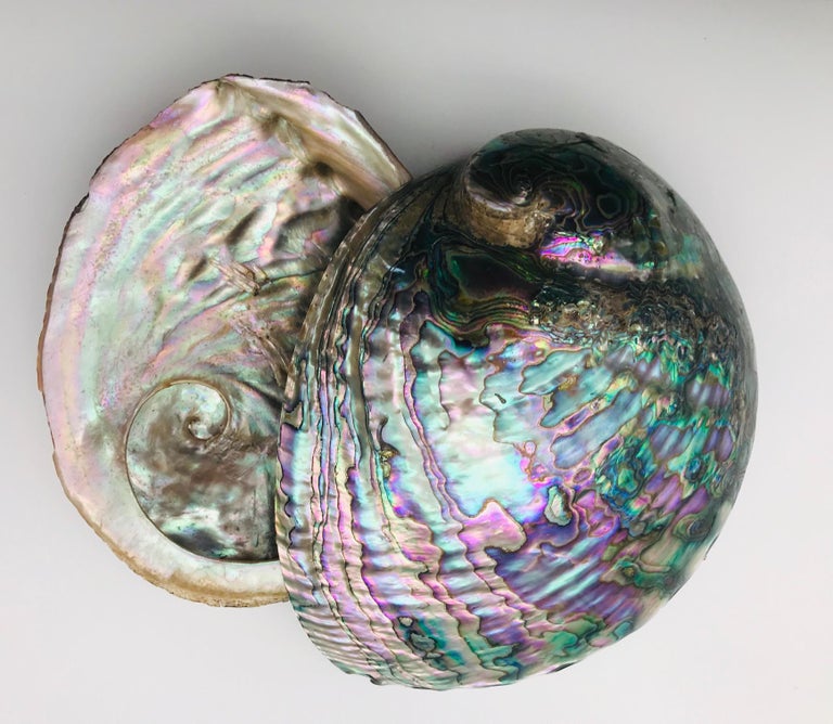 SYLVIA GOTTWALD, Haliotis / Paua nacreous shell Pendant on Rubber tube ...