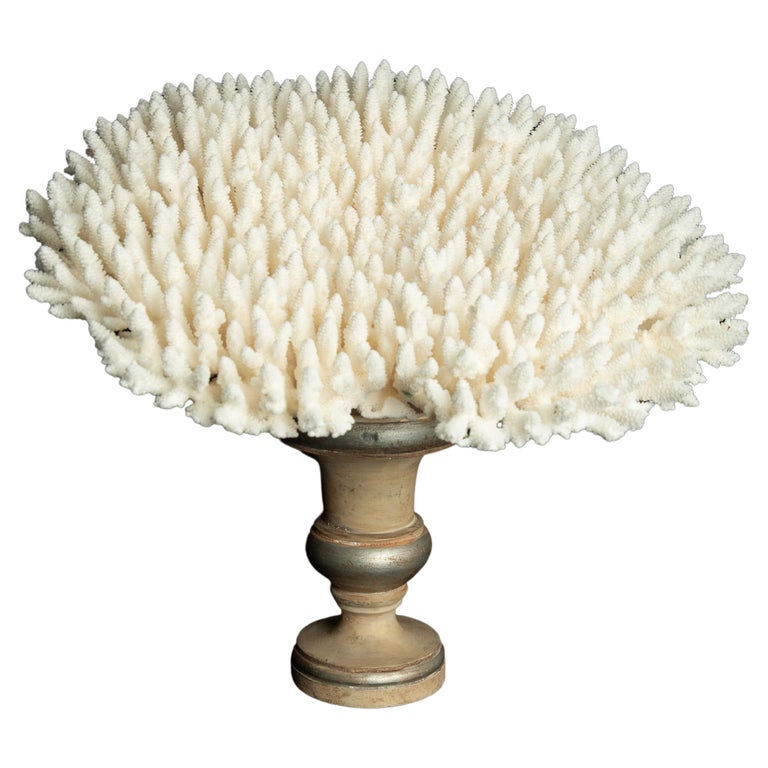 Table Coral Mounted on Medici Style Base For Sale at 1stDibs